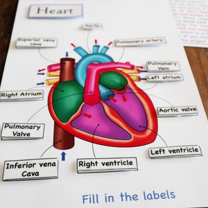 Human Heart Anatomy Printable Activity, Heart Puzzle, Heart ...