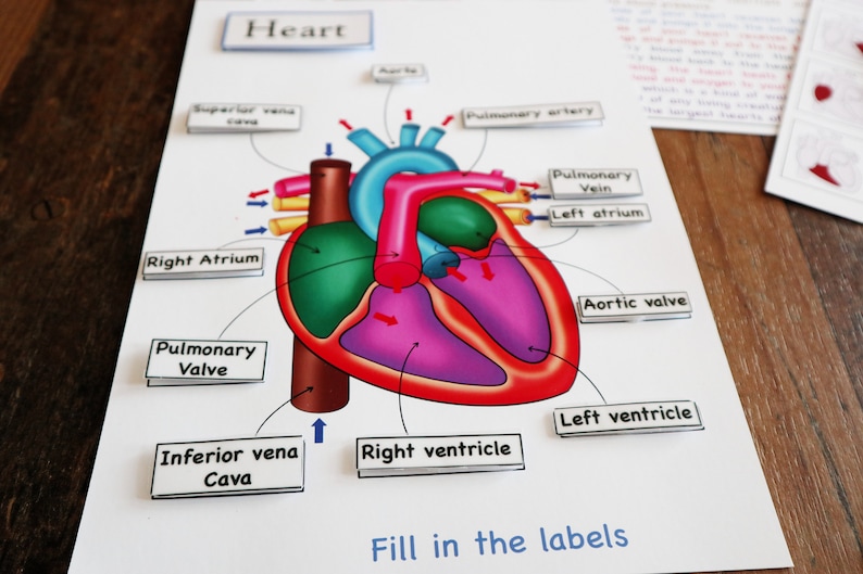 Human Heart Anatomy Printable Activity Heart Puzzle Heart - Etsy UK