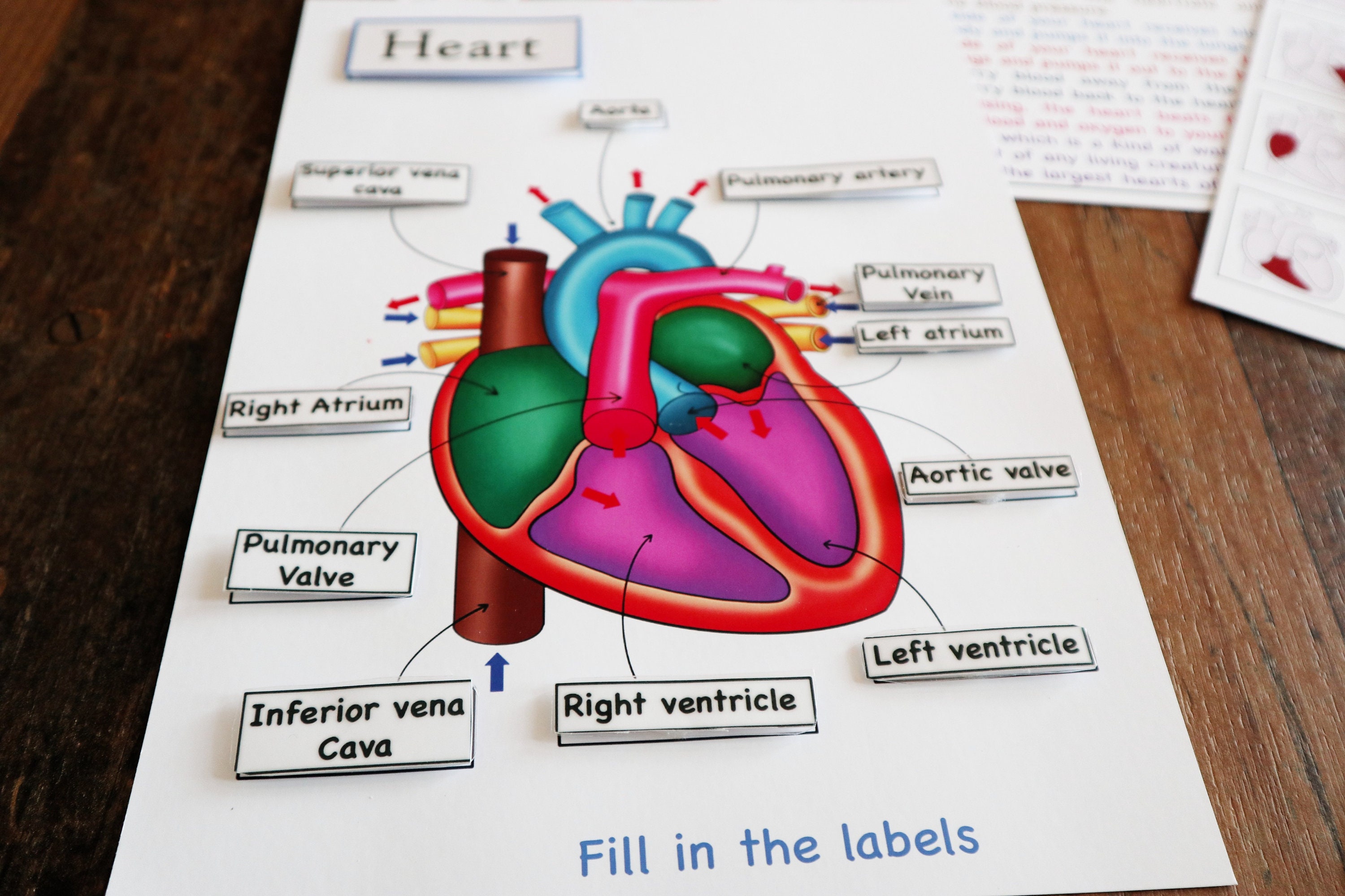 Human Heart Anatomy Printable Activity Heart Puzzle Heart - Etsy UK
