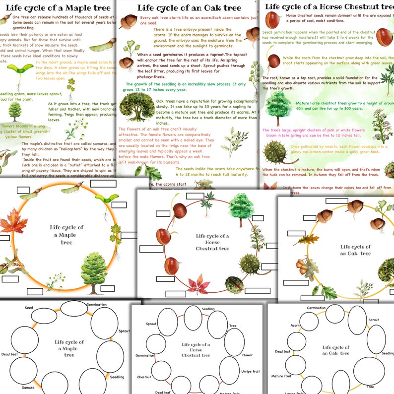 Trees Leaves Unit Study Tree Forms Parts of a Tree Parts of - Etsy