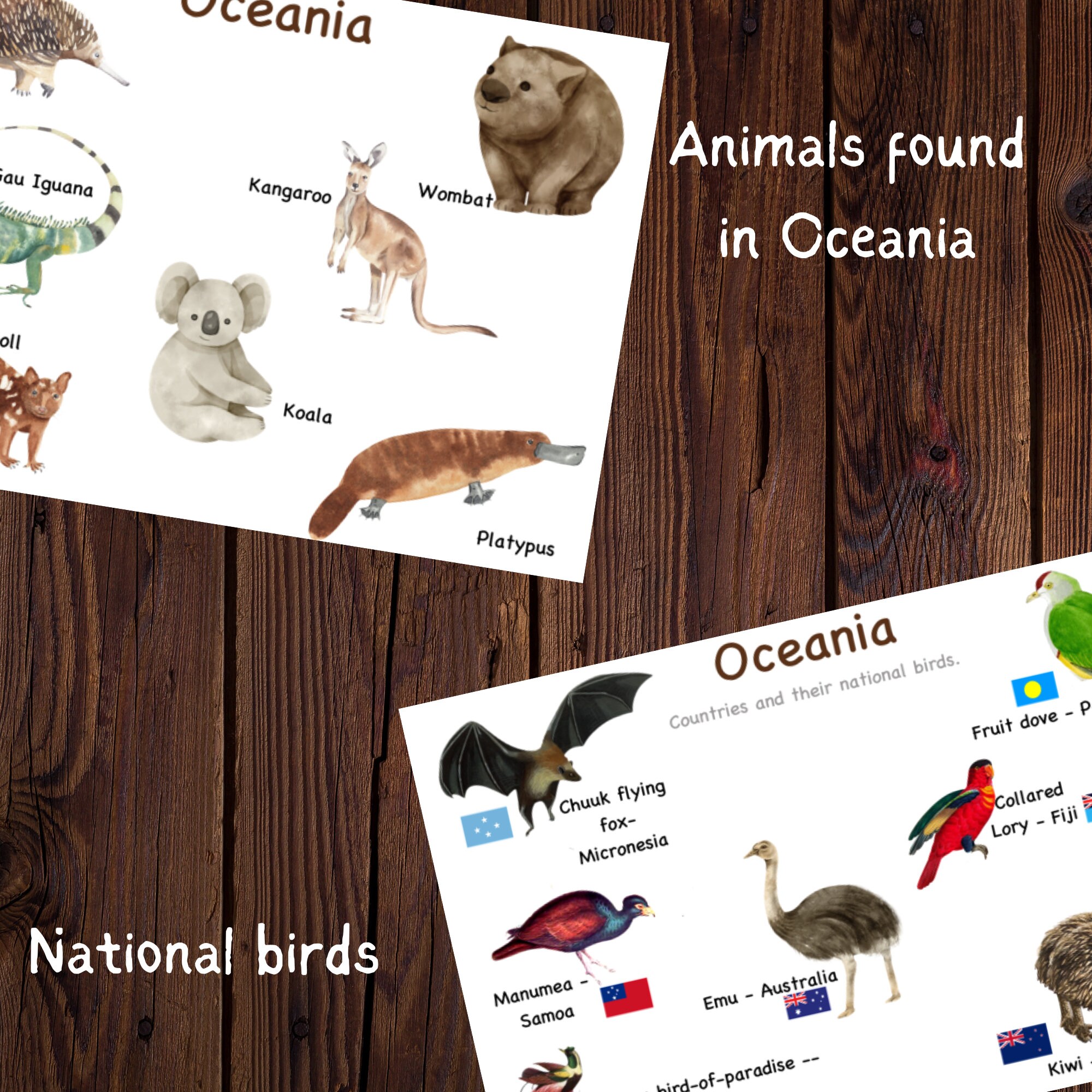 Oceania Unit Printable, Oceania Landmarks, Oceania Animals, Oceania ...