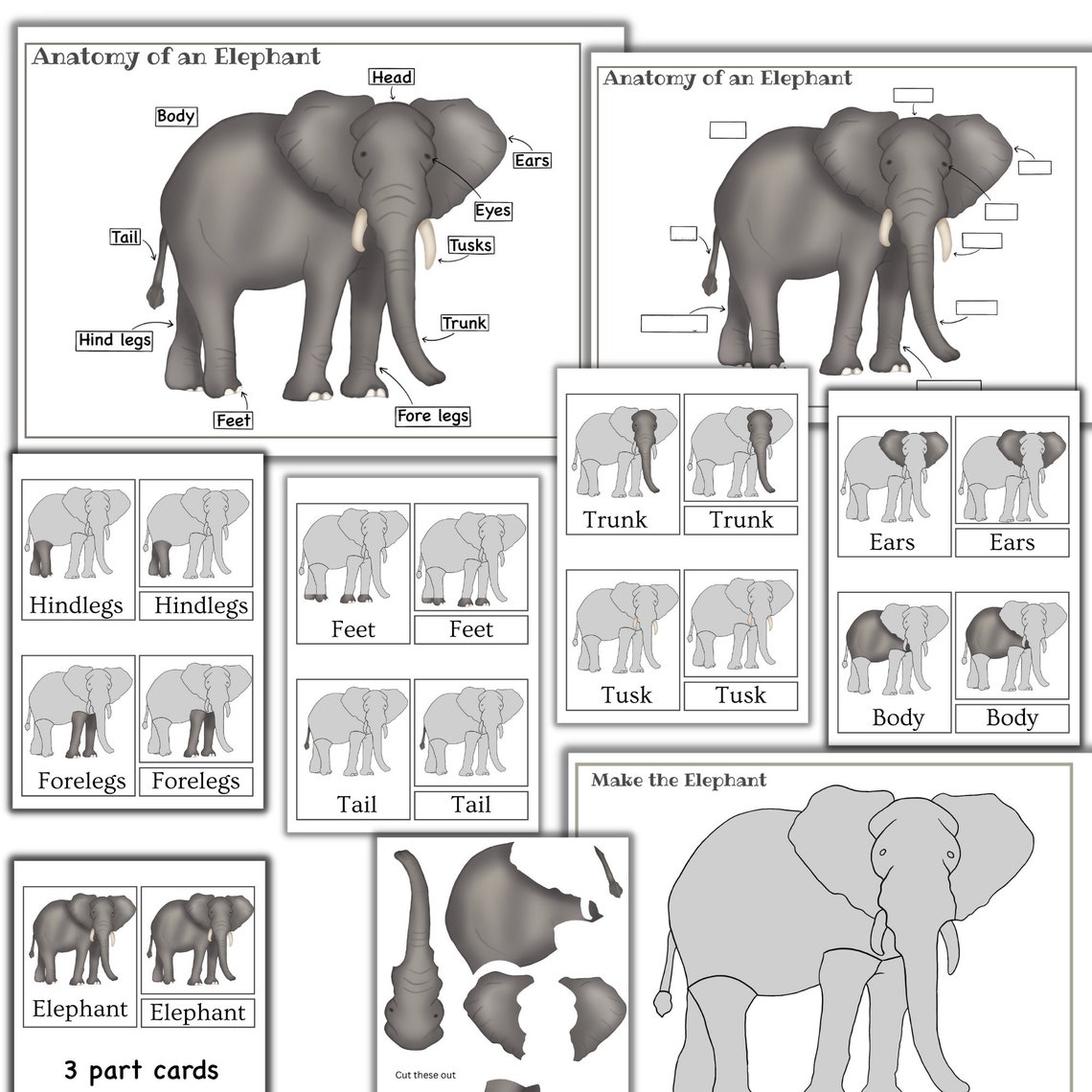 Elephant Mini Unit Study, Elephant Anatomy, Elephant Life Cycle ...