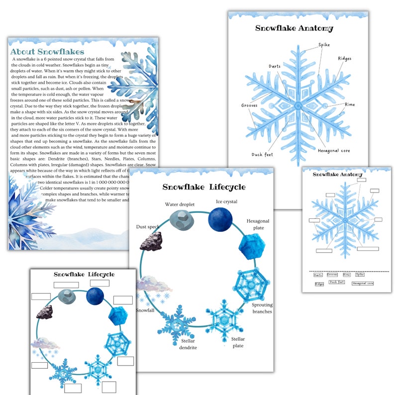 Snow Unit Study, Winter Printable Activity, Snowflake Anatomy ...