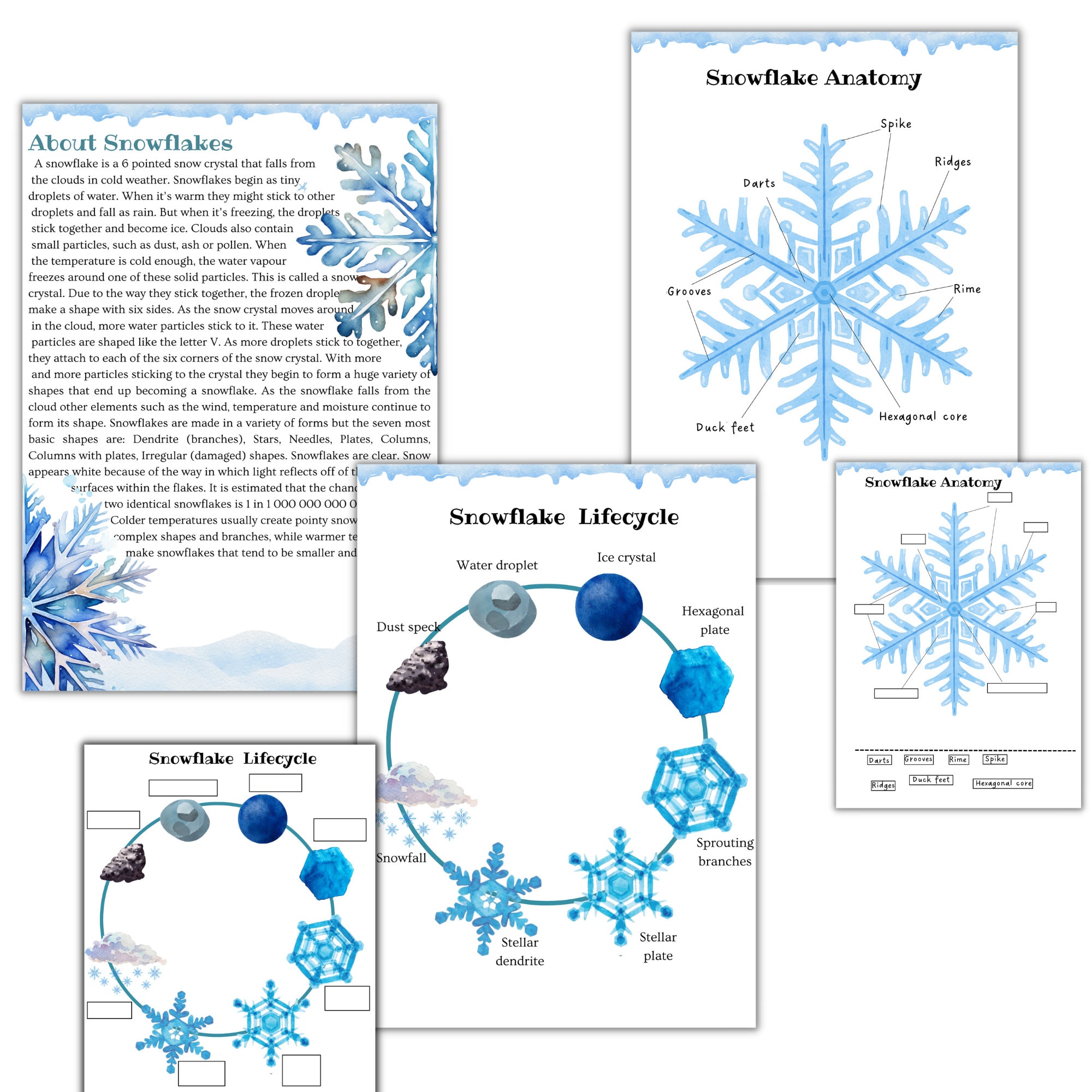 Snow Unit Study, Winter Printable Activity, Snowflake Anatomy ...