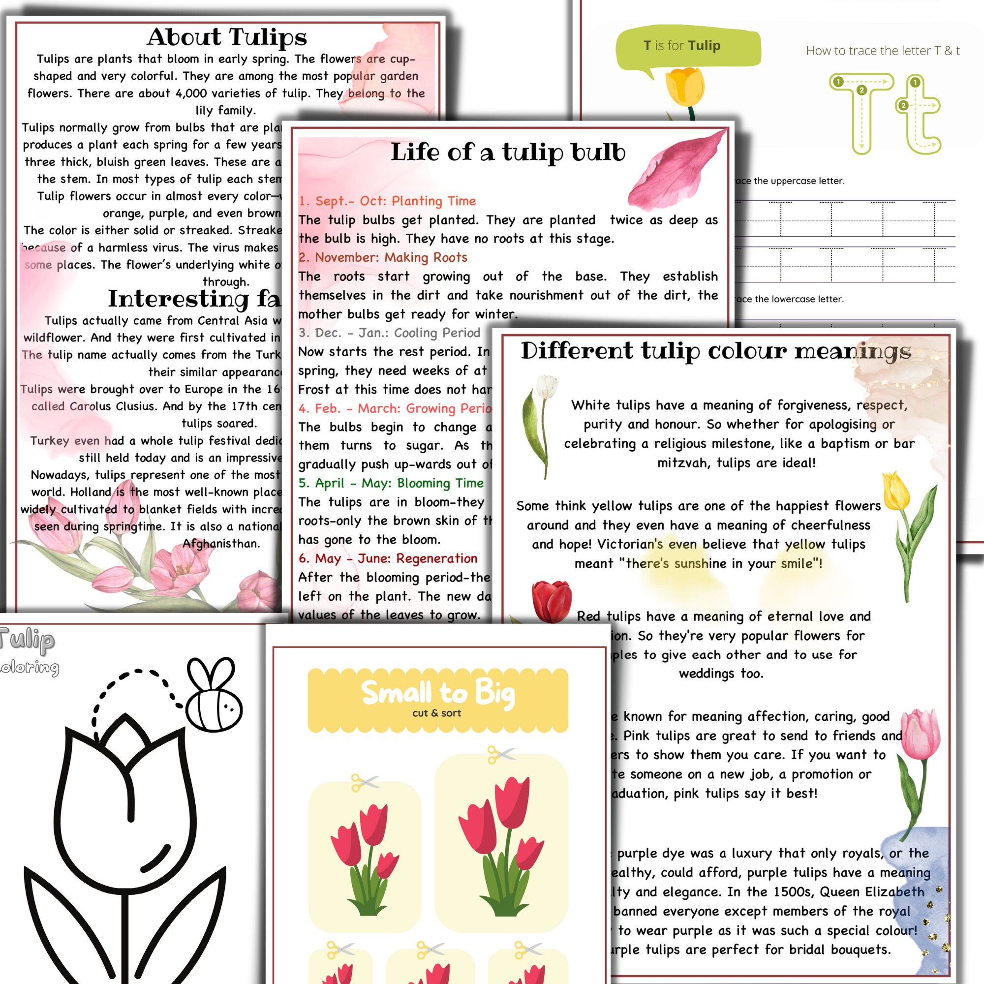 Flowers Unit Study,parts of Flower, Sunflower Life Cycle, Spring Unit ...