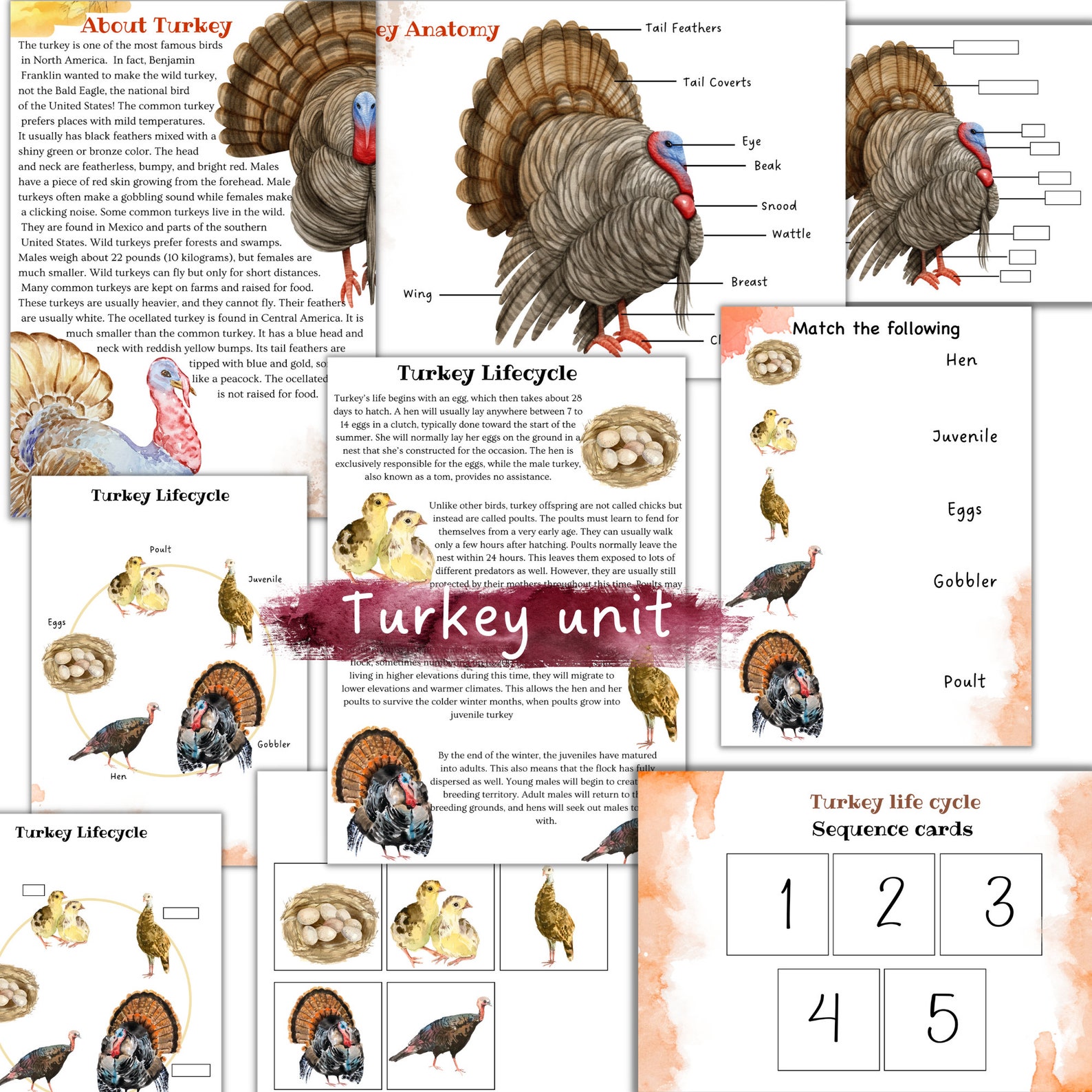 Thanksgiving Unit Study, Turkey Unit Study, Pilgrims Activity, Autumn ...