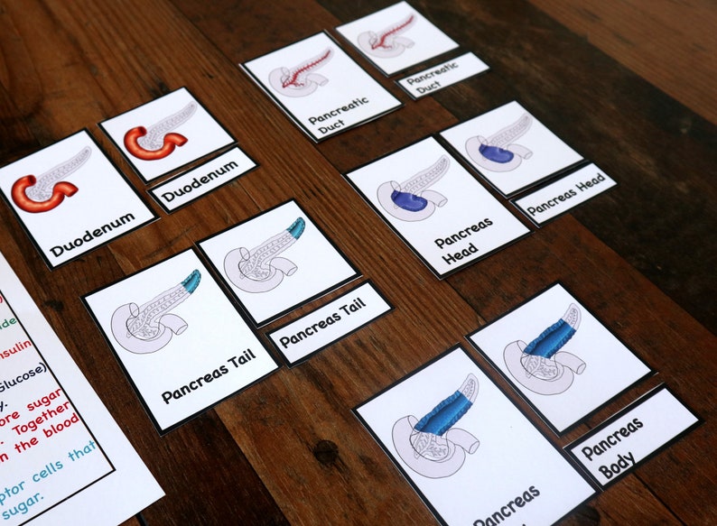 Human Pancreas Anatomy Printable Activity, Pancreas Puzzle ...