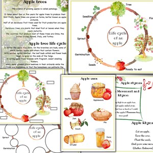 Fruits and Nuts Unit Study, Apple Unit Study, Banana Unit Study, Apple ...