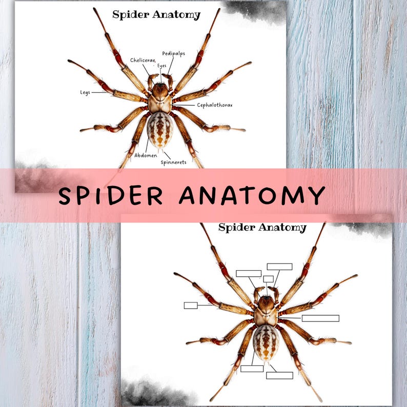 Spider Anatomy, Spider Printable, Spider Homeschool Unit - Etsy