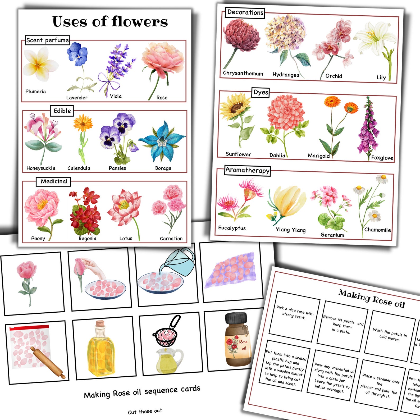 Flowers Unit Study,parts of Flower, Sunflower Life Cycle, Spring Unit ...