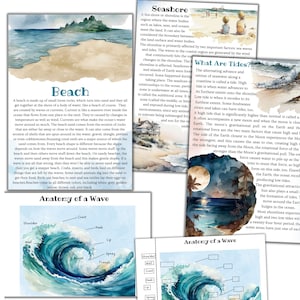 Beach Unit Study, Crab Unit Study, Seashore Animals, Lobster Anatomy ...