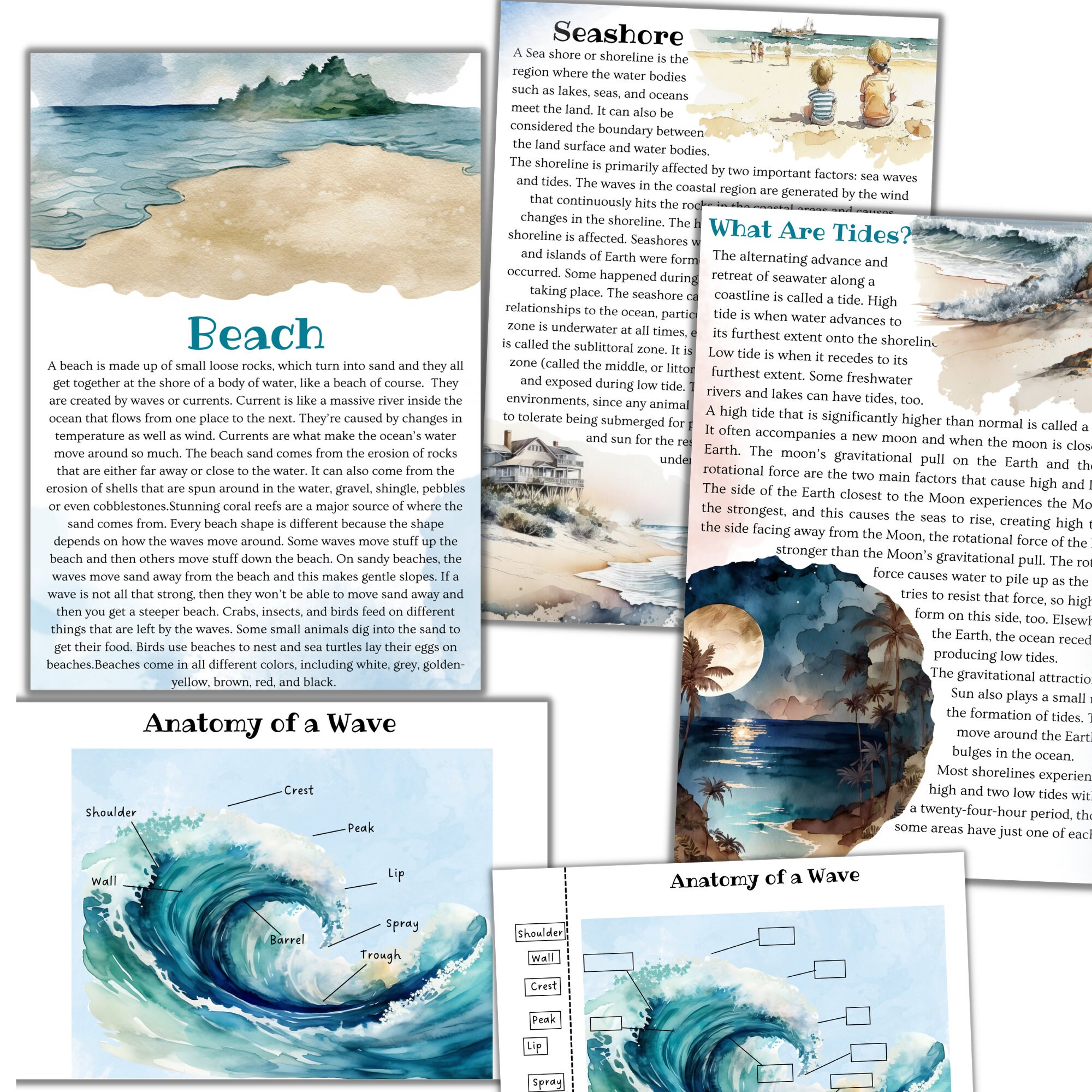 Beach Unit Study Crab Unit Study Seashore Animals Lobster - Etsy