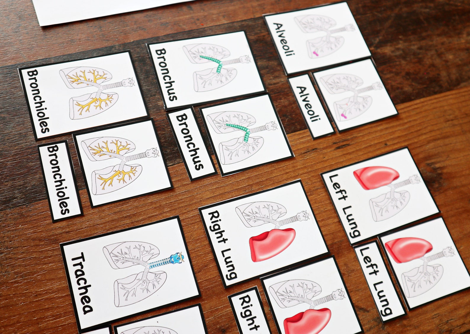 Human Lungs Anatomy Printable Activity Lungs Puzzle Lungs - Etsy