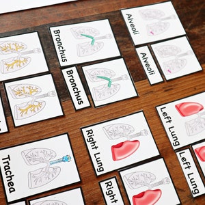 Human Lungs Anatomy Printable Activity, Lungs Puzzle, Lungs ...