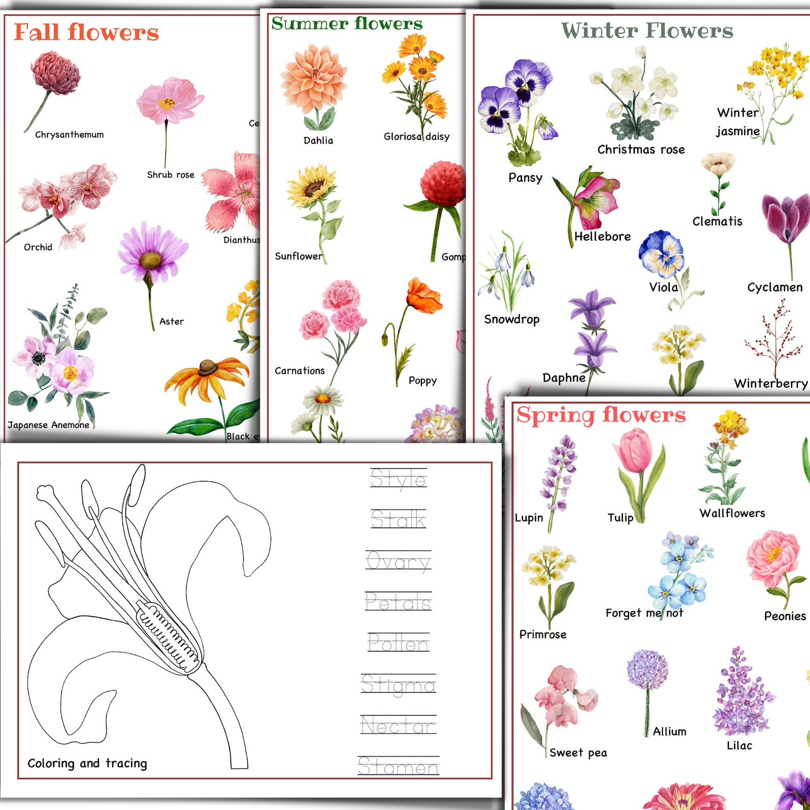 Flowers Unit Study,parts of Flower, Sunflower Life Cycle, Spring Unit ...