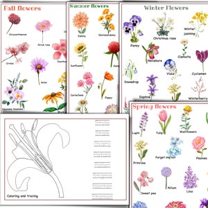 Flowers Unit Study,parts of Flower, Sunflower Life Cycle, Spring Unit ...