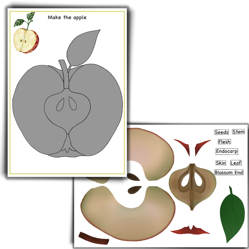 Apple Anatomy, Parts of an Apple, Apple Unit Study, 3 Part Cards Apple ...