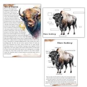 Bison Mini Unit Study, Bison Anatomy, Hoemschool Nature Study, North ...