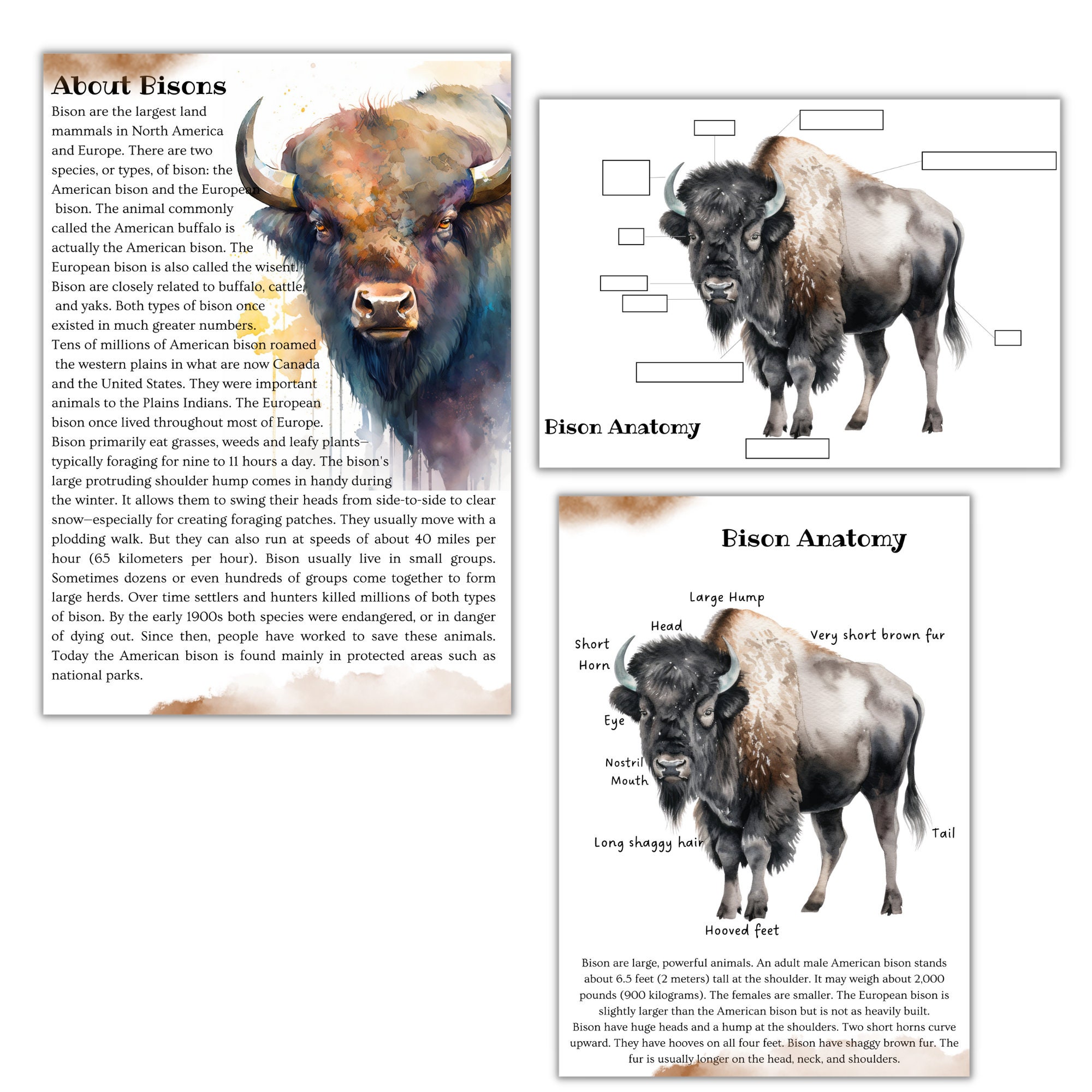 Bison Mini Unit Study, Bison Anatomy, Hoemschool Nature Study, North ...