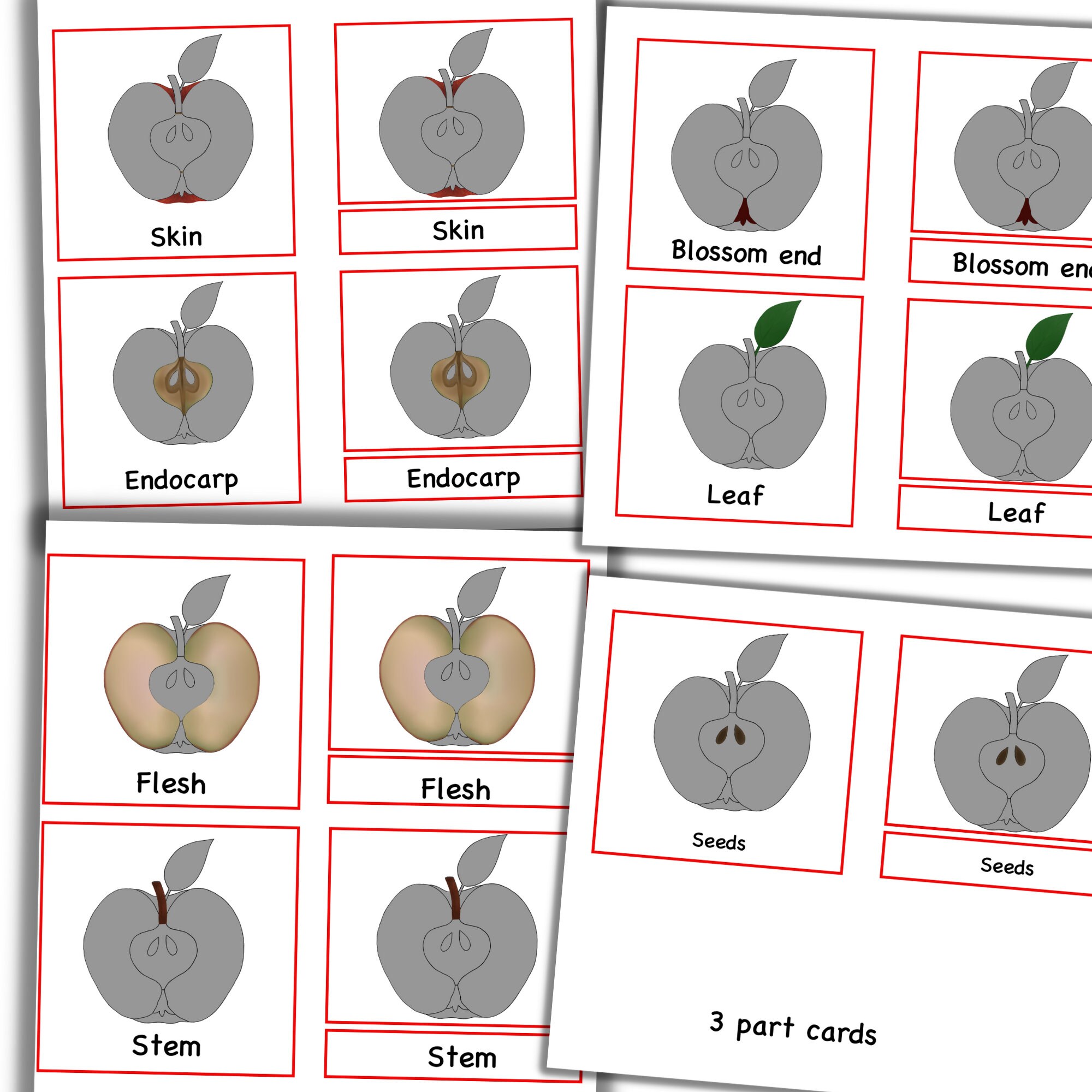 Apple Anatomy, Parts of an Apple, Apple Unit Study, 3 Part Cards Apple ...