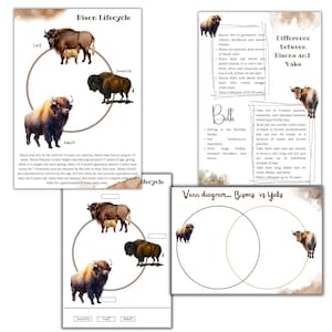 Bison Mini Unit Study, Bison Anatomy, Hoemschool Nature Study, North ...