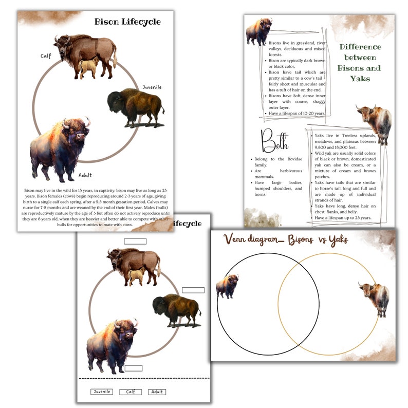 Bison Mini Unit Study, Bison Anatomy, Hoemschool Nature Study, North ...