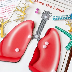 Human Lungs Anatomy Printable Activity, Lungs Puzzle, Lungs ...