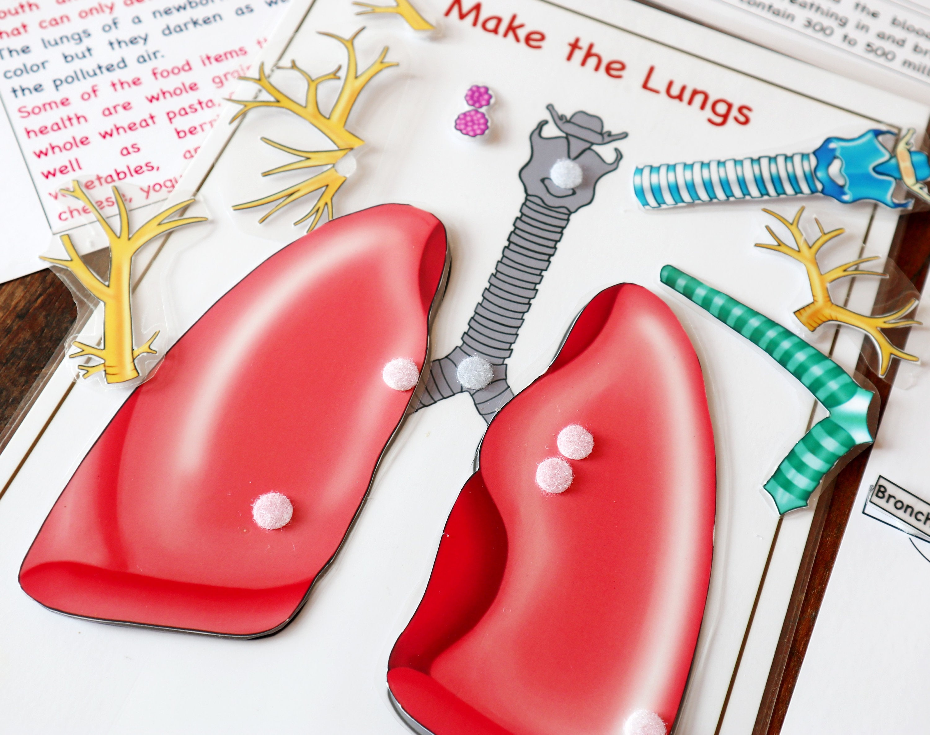 Human Lungs Anatomy Printable Activity Lungs Puzzle Lungs - Etsy