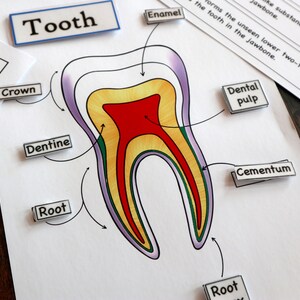 Human Tooth Anatomy Printable Activity, Tooth Nomenclature Cards ...
