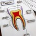 Human Tooth Anatomy Printable Activity, Tooth Nomenclature Cards ...