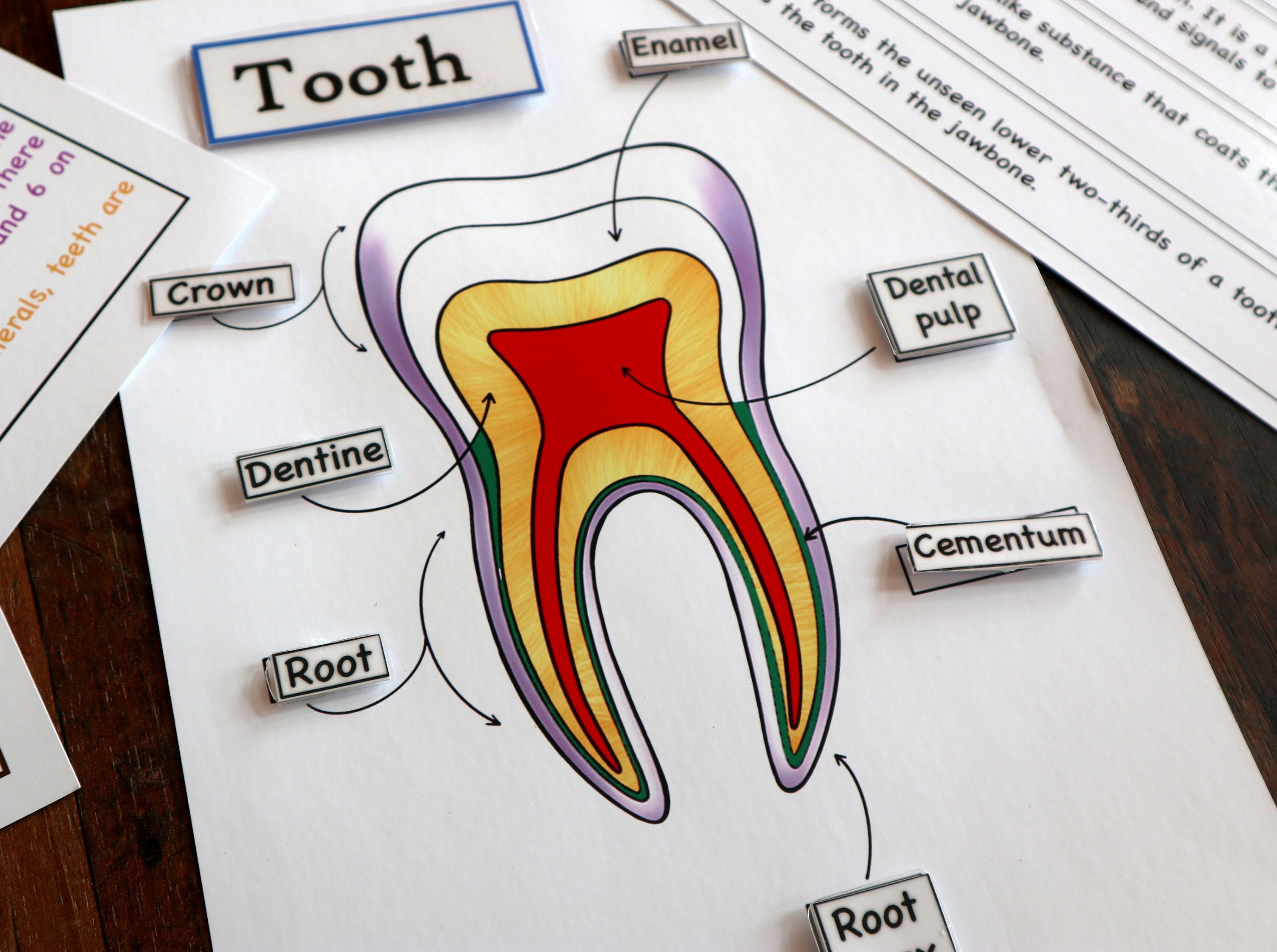 Human Tooth Anatomy Printable Activity, Tooth Nomenclature Cards ...