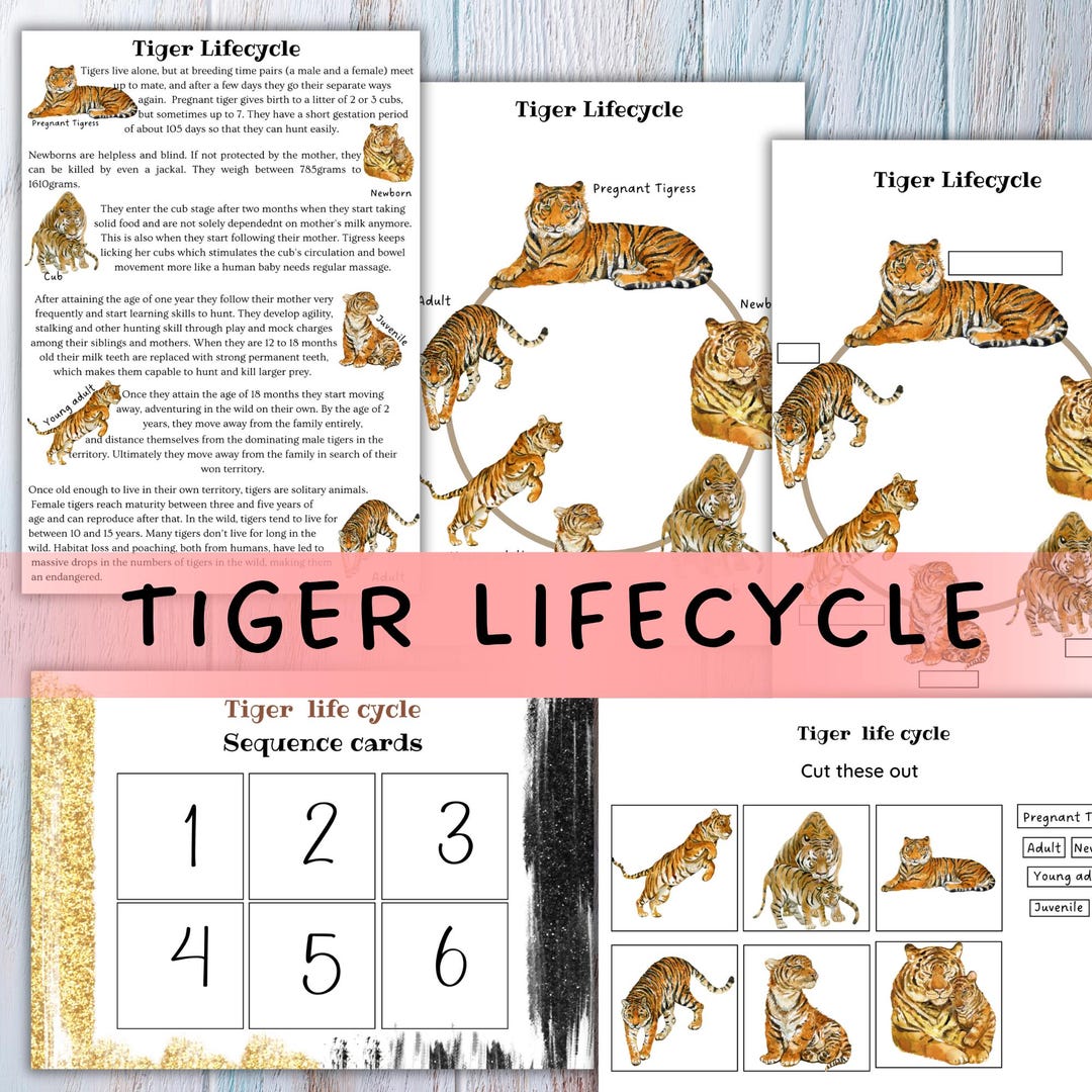 TIGER LIFE CYCLE, Nature Unit, Homeschool Printable, Homeschool Lesson ...