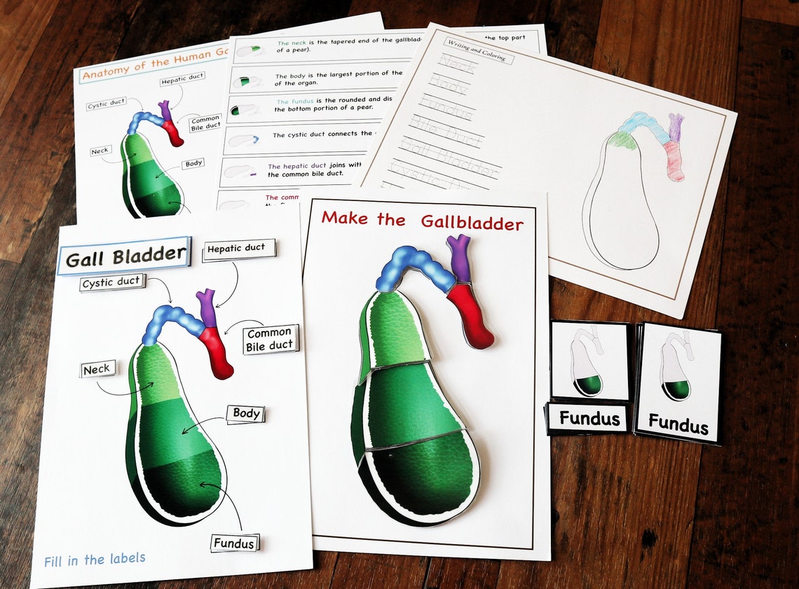 Human Gallbladder Anatomy Printable Activity Gallbladder - Etsy
