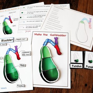 Human Gallbladder Anatomy Printable Activity, Gallbladder Puzzle ...