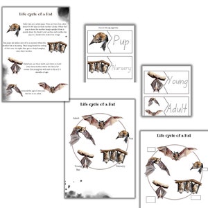 Bat Mini Unit Study, Bat Anatomy, Bat Life Cycle, Bats Poster Watecolor ...