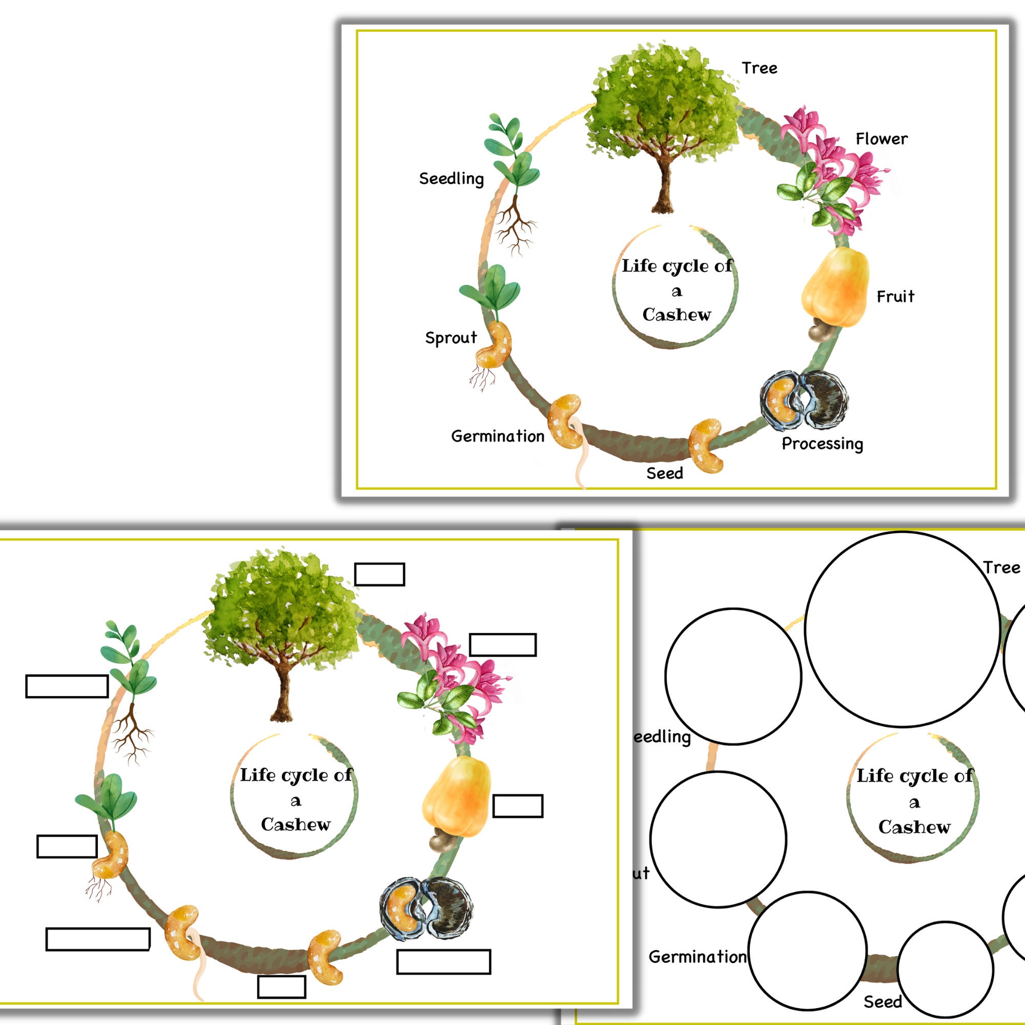 Nuts Unit Study, Drupes Unit, Cashew Life Cycle, Pistachio Life Cycle ...