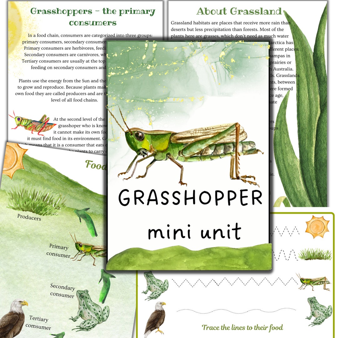 Grasshopper Mini Unit Study, Grasshopper Activities, Insects Study ...