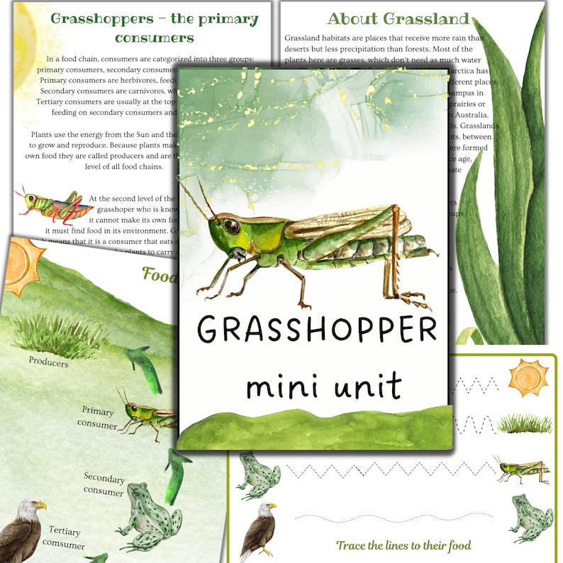 Grasshopper Mini Unit Study, Grasshopper Activities, Insects Study ...
