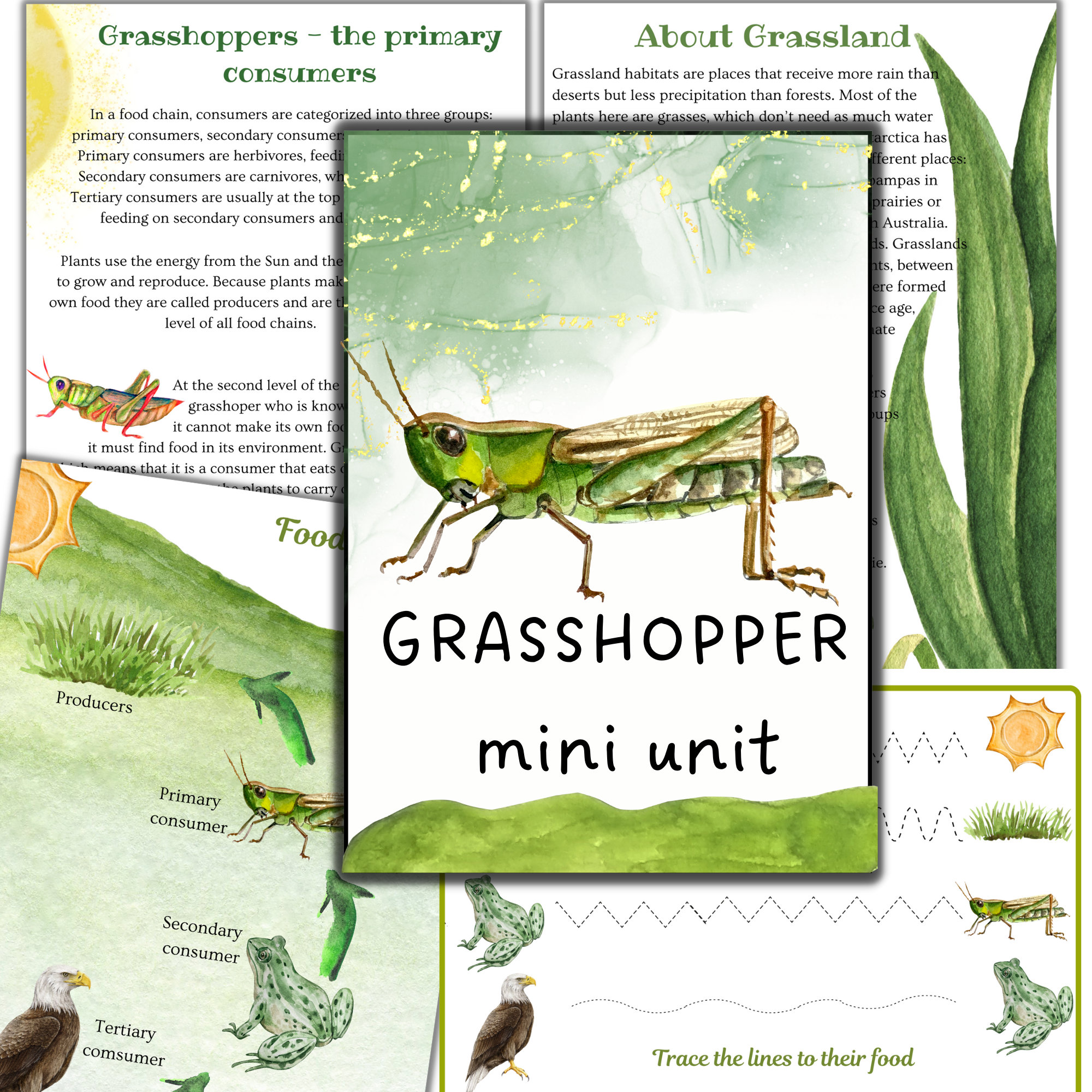 Grasshopper Mini Unit Study, Grasshopper Activities, Insects Study ...
