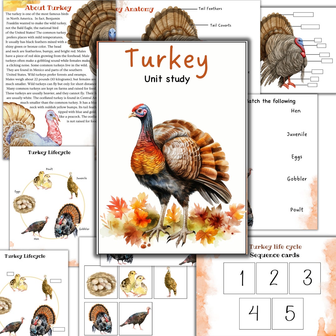 Turkey Unit Study, Thanksgiving Activity, Turkey Anatomy, Turkey Life ...