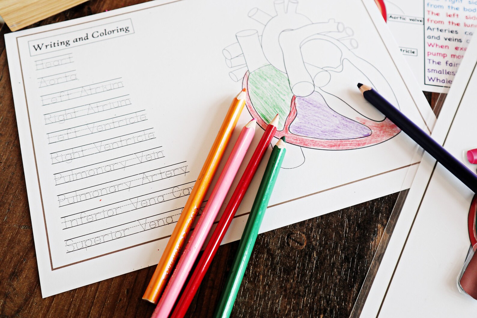 Human Heart Anatomy Printable Activity Heart Puzzle Heart - Etsy
