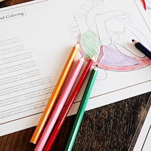 Human Heart Anatomy Printable Activity, Heart Puzzle, Heart ...