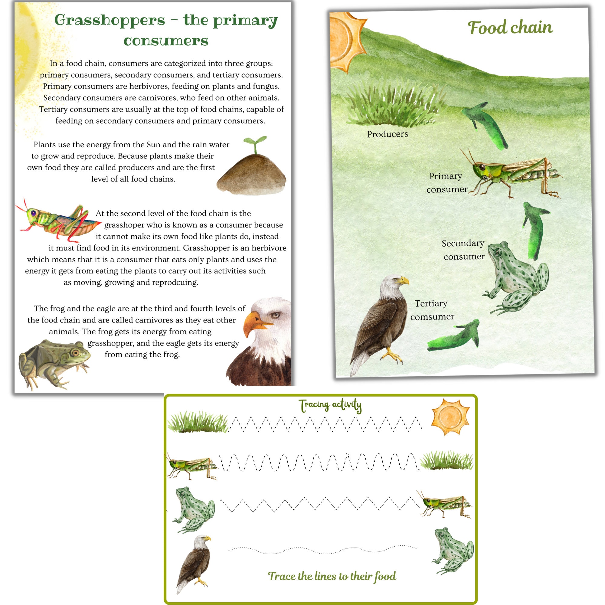 Grasshopper Mini Unit Study, Grasshopper Activities, Insects Study ...