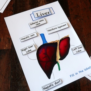Human Liver Anatomy Printable Activity, Liver Puzzle, Liver ...