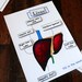 Human Liver Anatomy Printable Activity, Liver Puzzle, Liver ...