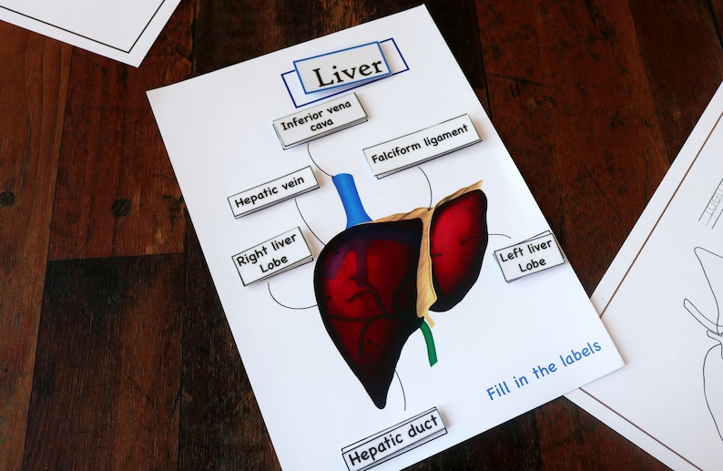 Human Liver Anatomy Printable Activity, Liver Puzzle, Liver ...