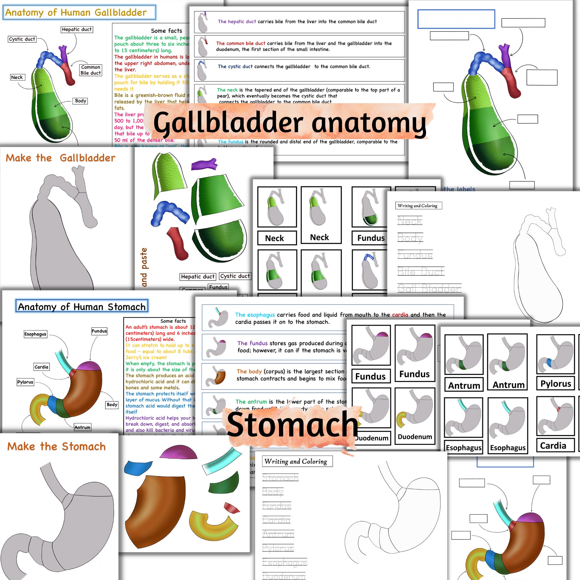Human Body Unit Study, Skeleton Anatomy, Heart Anatomy, Brain Anatomy ...