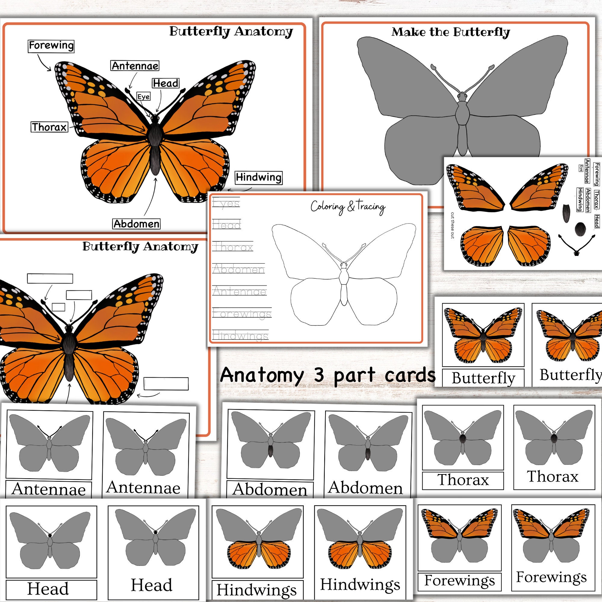 Butterfly Unit Study, Moth Unit, Mini Beast Unit, Butterfly Montessori ...