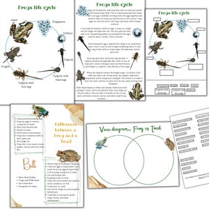 Amphibian Unit Study, Frogs Unit Study, Frogs 3 Part Cards, Frog ...