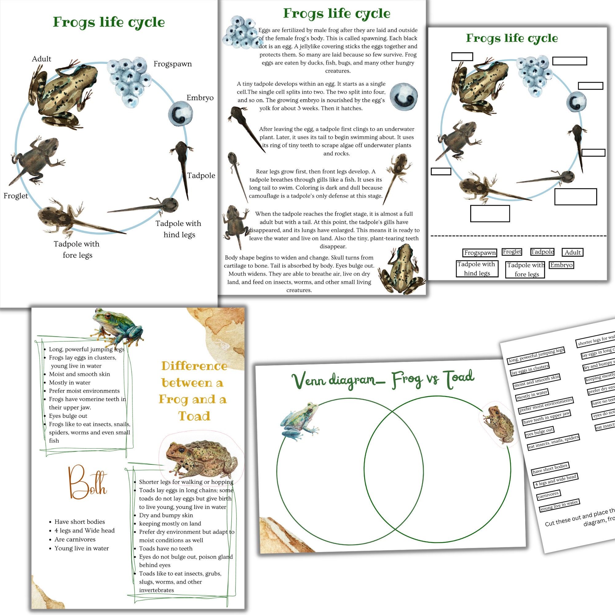 Amphibian Unit Study, Frogs Unit Study, Frogs 3 Part Cards, Frog ...